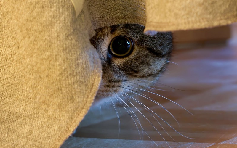 Farmina Pet Foods - Blog Genius - Como gerenciar a ansiedade de ...