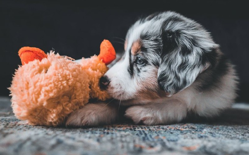 Farmina Pet Foods - Blog Genius - Uma casa pronta para a chegada de um ...