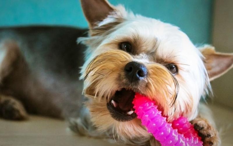 Farmina Alimentos para mascotas - Genius tips - ¿Por qué los cachorros ...