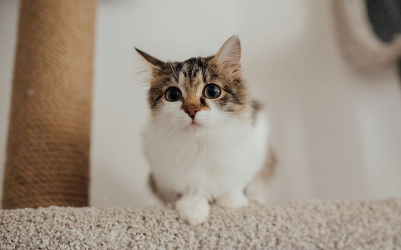 Farmina Pet Foods - Genius tips - Hoe maak je je huis kittenproof?