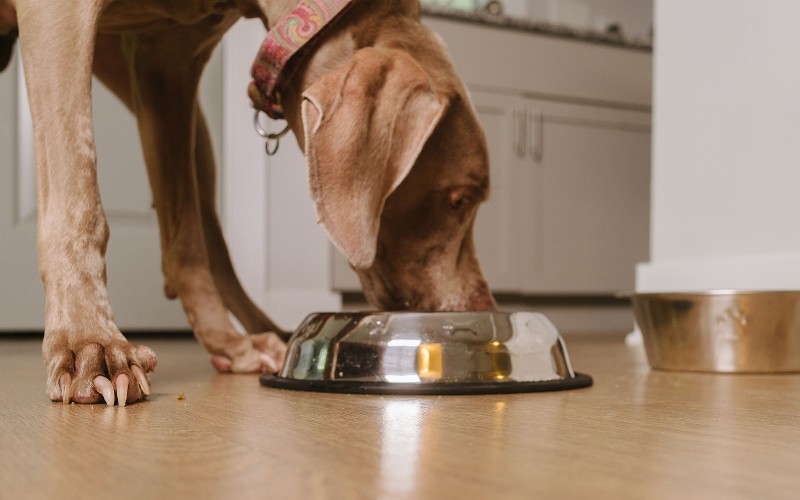 Farmina Pet Foods - Genius tips - Why kibble size matters for your pet