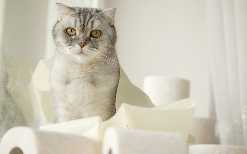 Farmina Pet Foods - Genius tips - Understanding and managing cat diarrhea