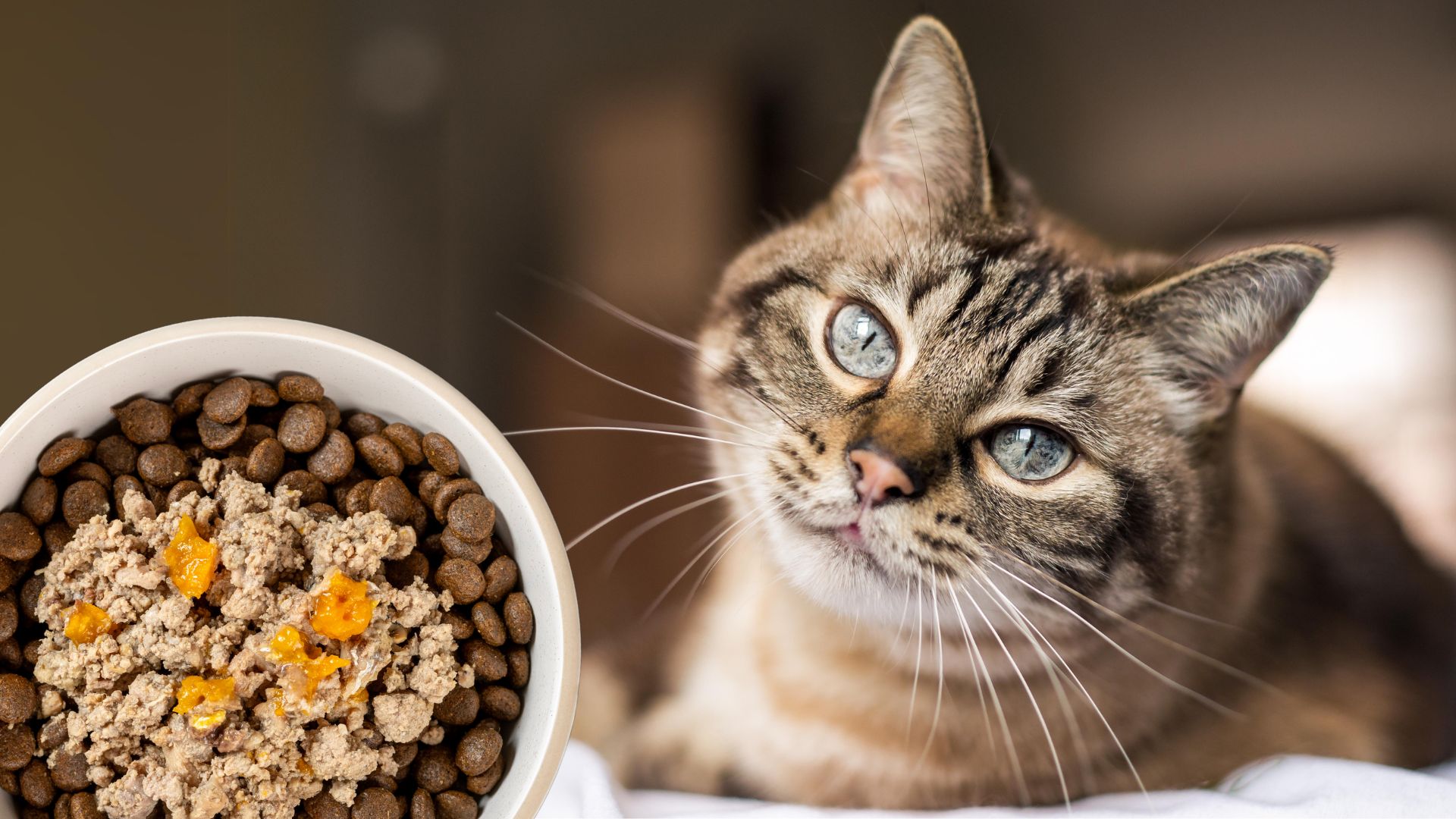 Farmina Pet Foods - Dog 반려견 - Cat 반려묘